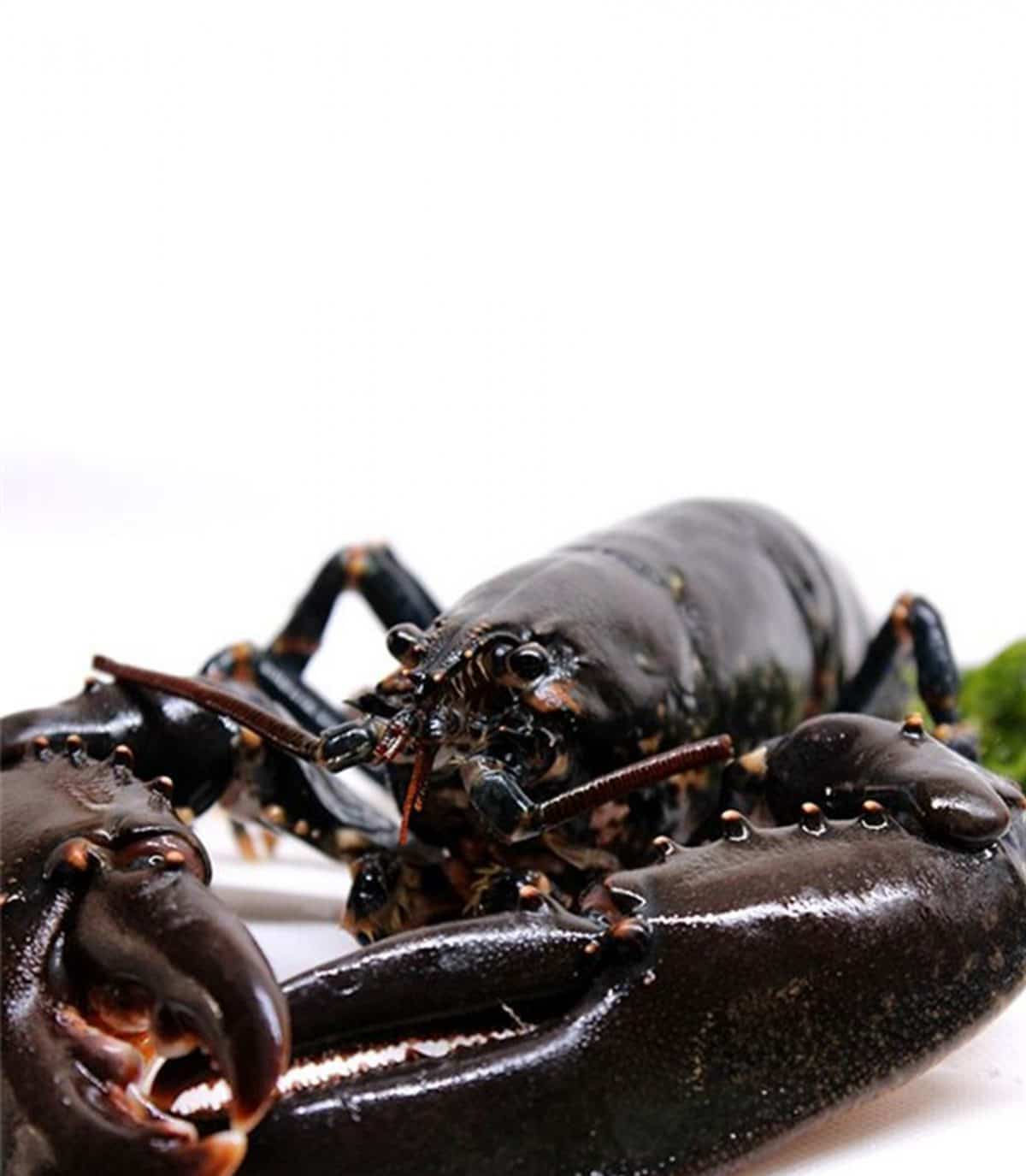 CONOCE LA DIFERENCIA ENTRE EL BOGAVANTE GALLEGO Y LOS DEMÁS - Cetárea ...