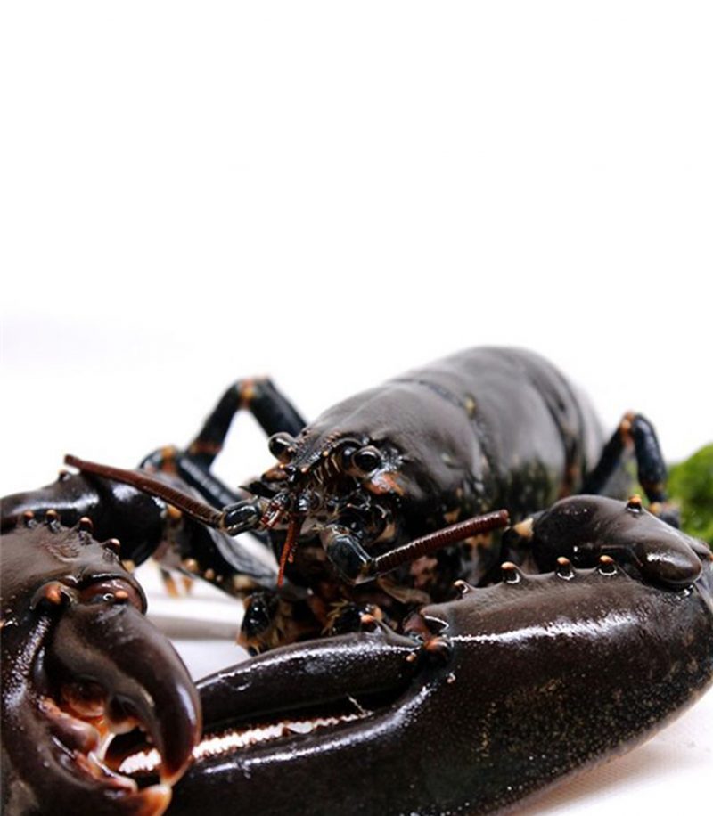 CONOCE LA DIFERENCIA ENTRE EL BOGAVANTE GALLEGO Y LOS DEMÁS - Cetárea ...